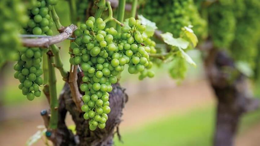 Sidra The Analyst Portfolio